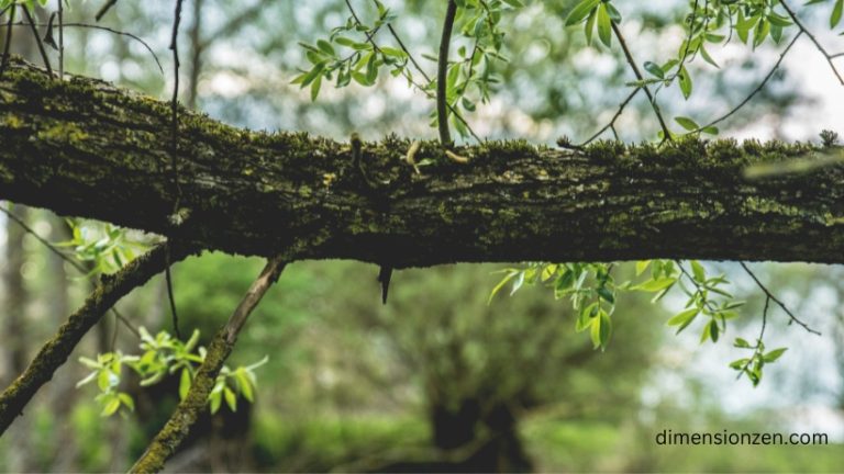12 Common Things That Are 3 Meters Long